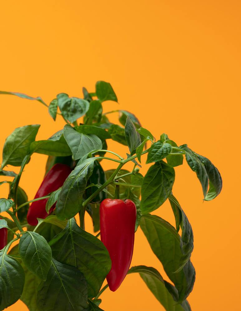 Acquista Prêt à Pousser Mini Peperoni Capsula - Multicolor su Rinascente