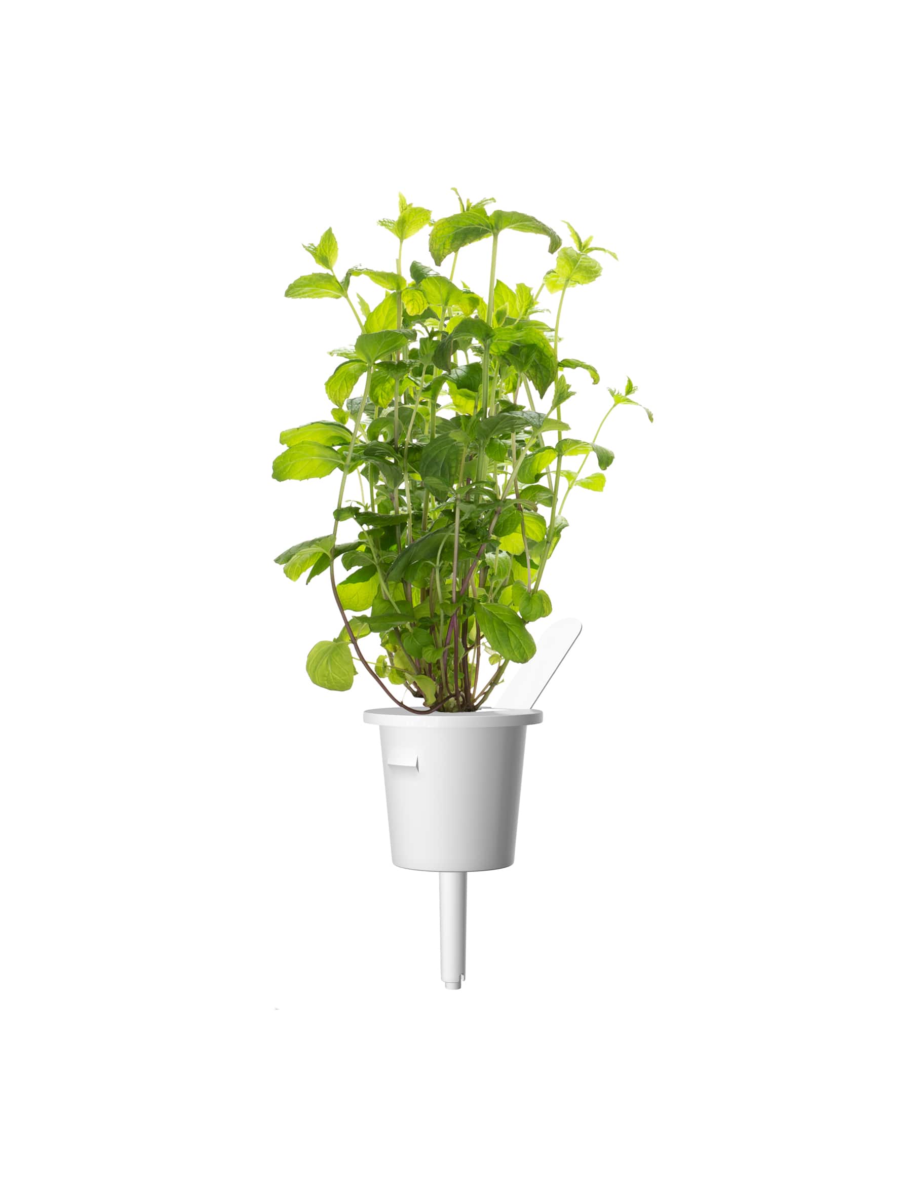 Acquista Click&Grow Ricarica 3 Pods Menta - Bianco su Rinascente